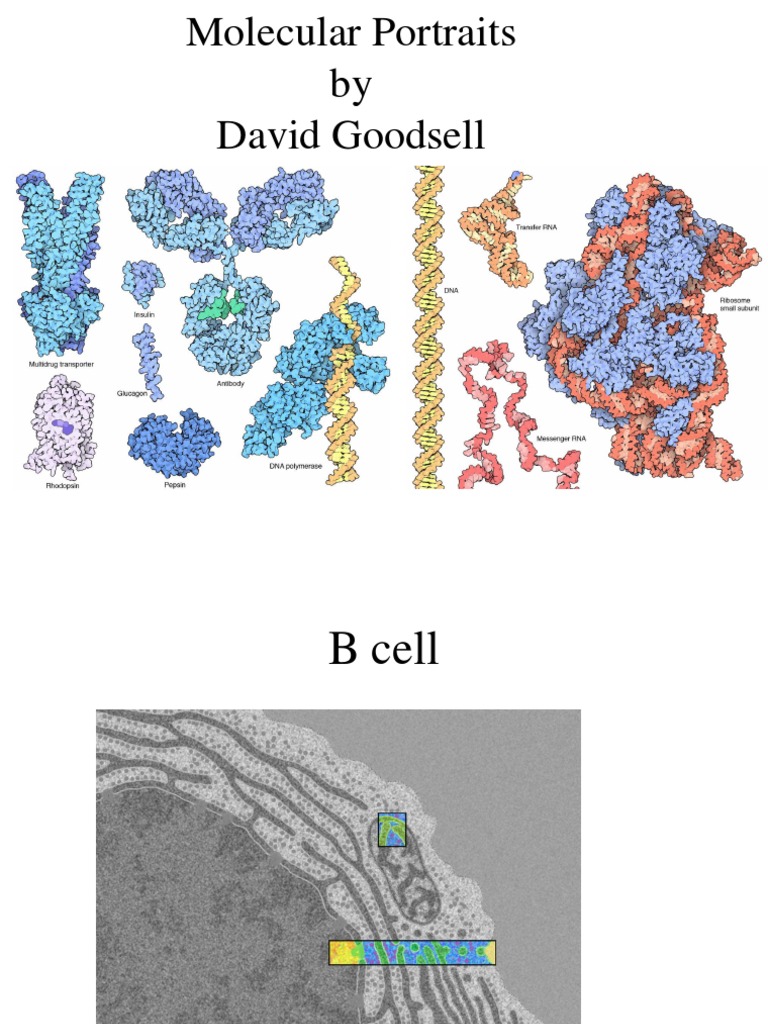 L02 - Molecular Portraits David Goodsell | PDF | Macromolecules | Cell ...