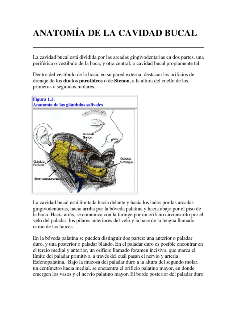 Anatomía de La Cavidad Bucal | PDF | Cabeza y cuello humanos | Anatomía