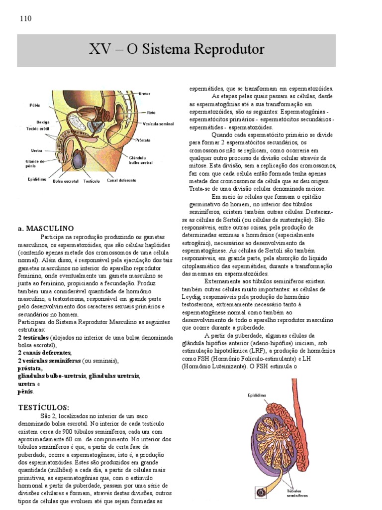 [O PROCESSO DE ESPERMATOGÊNESE E A PRODUÇÃO DE ESPERMATOZÓIDES] | PDF ...