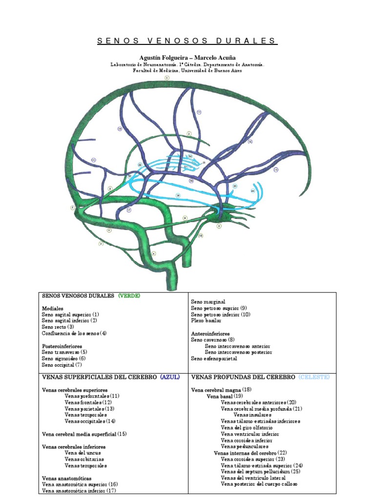 Senos Venosos Durales | PDF | Anatomía de los primates | Anatomía humana