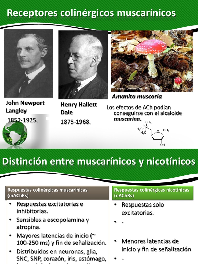 Receptores Colinérgicos Muscarínicos | PDF | Acetilcolina | Neuroquímica