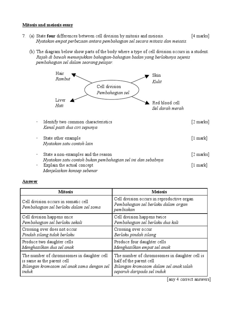 Mitosis and Meiosis Essay | PDF