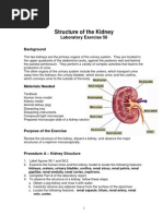 Sheep Kidney Dissection Guide | PDF