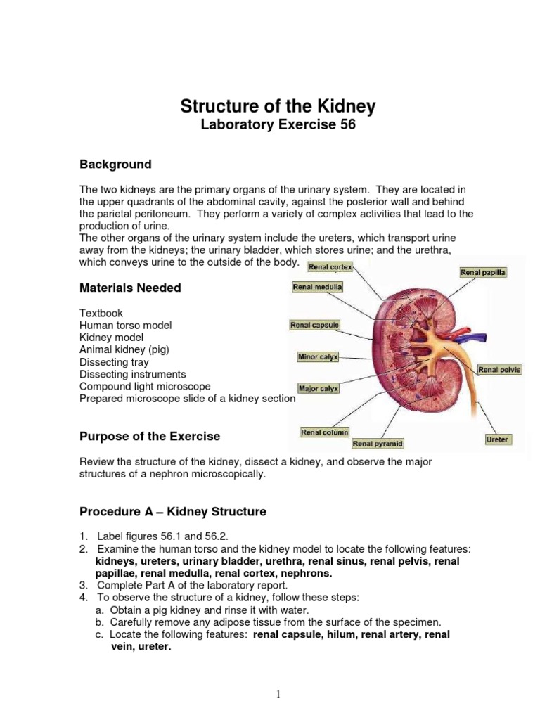 Structure of The Kidney Lab PDF | Kidney | Organ (Anatomy)