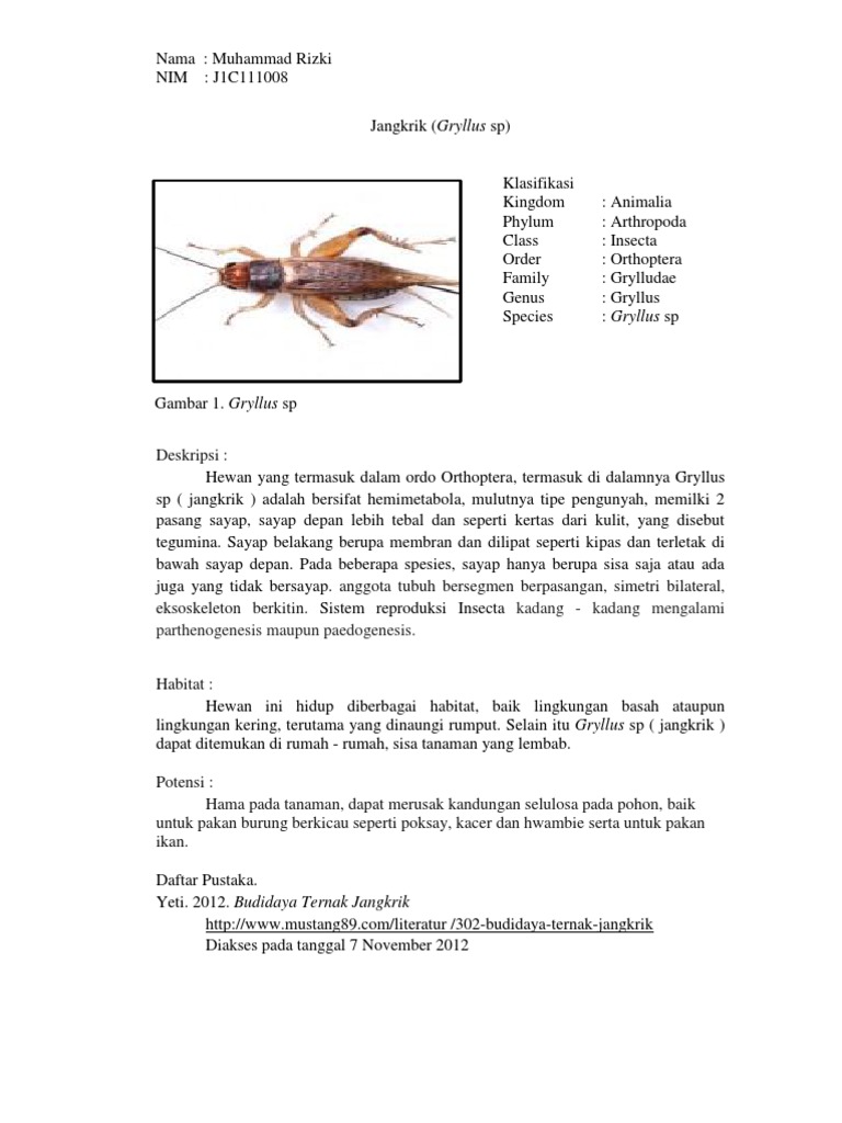 Jangkrik (Gryllus SP) | PDF