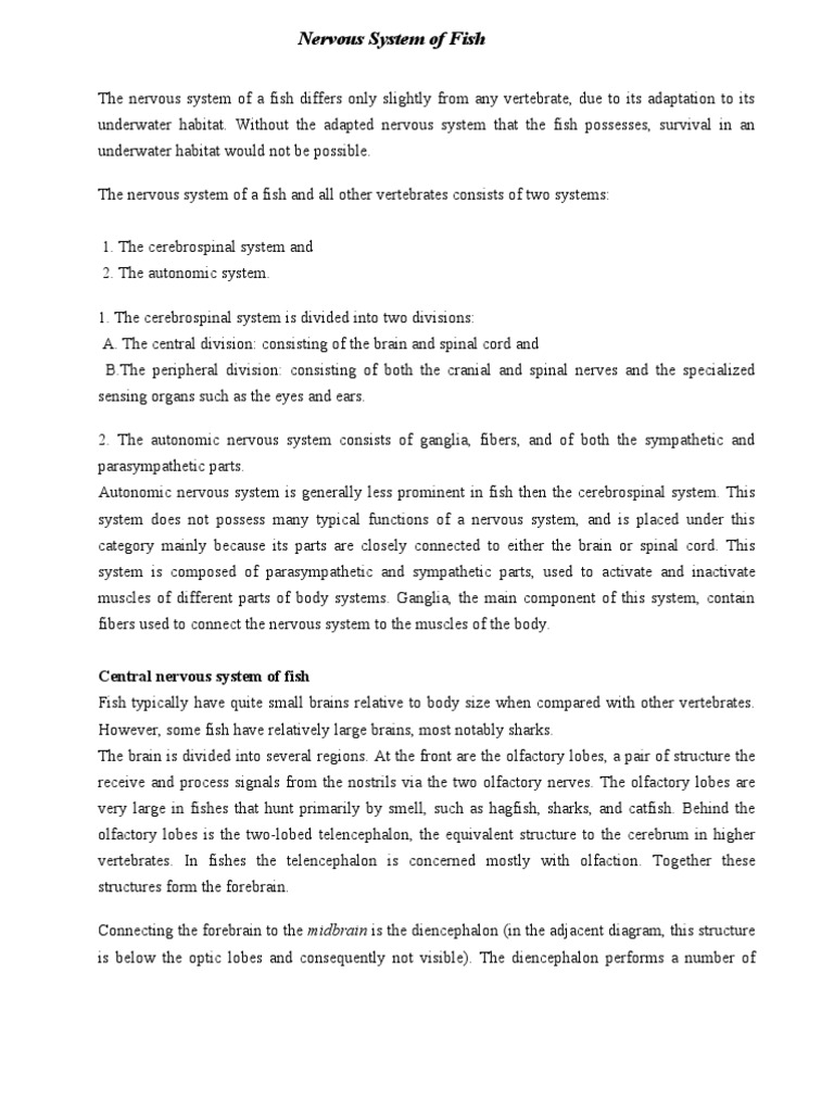 Nervous System of Fish | PDF | Central Nervous System | Senses