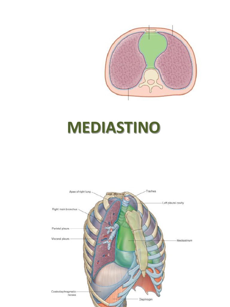 Mediastino Anterior y Superior | Aorta | Nervio vago