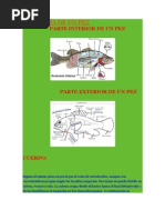 Tipos y funciones de las aletas en peces | PDF | Pescado | Vertebrados ...
