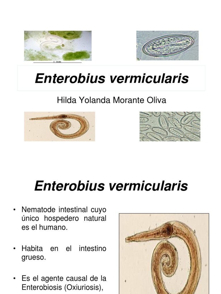 Enterobius vermicularis: Ciclo y Control | PDF | Especialidades Medicas ...