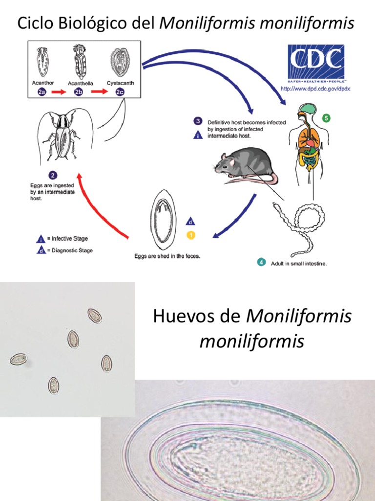 Moniliformis Moniliformis | PDF