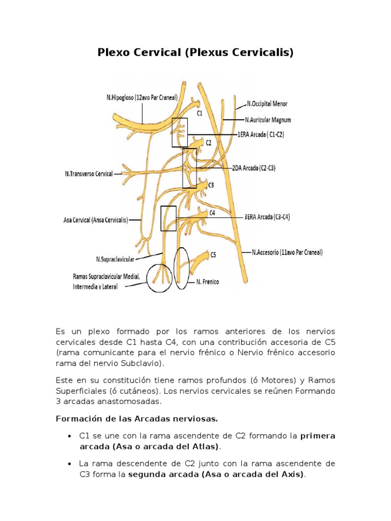 Plexo Cervical Plexus Cervical | PDF | Anatomía humana | Sistema ...