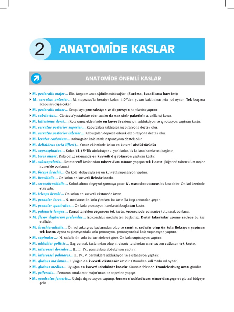 02 Anatomide Kaslar | PDF