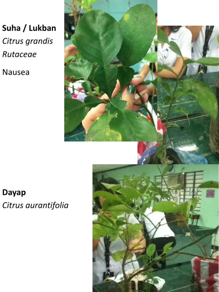 Suha / Lukban: Citrus Grandis Rutaceae | PDF