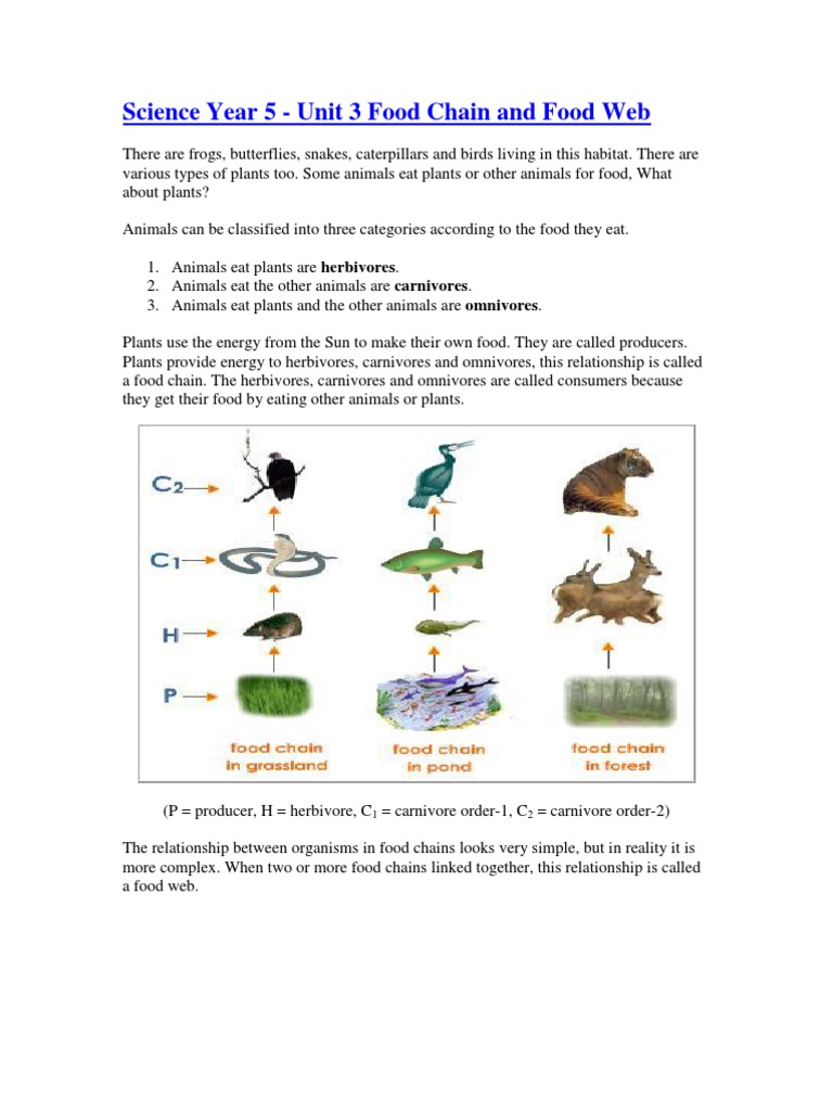 Science Year 5unit 3 Food Chain and Food Web | PDF | Wellness