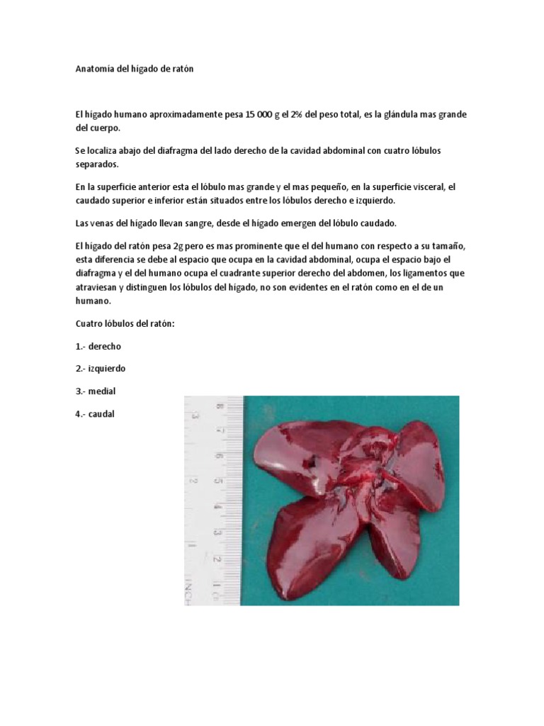 Anatomía Del Hígado de Ratón | PDF