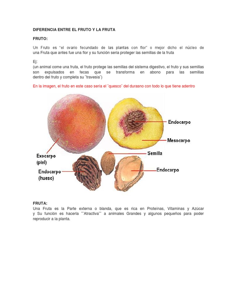 Diferencia Entre El Fruto y La Fruta | PDF