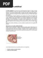 Estructura y funciones del cordón umbilical | PDF | Feto | Placenta