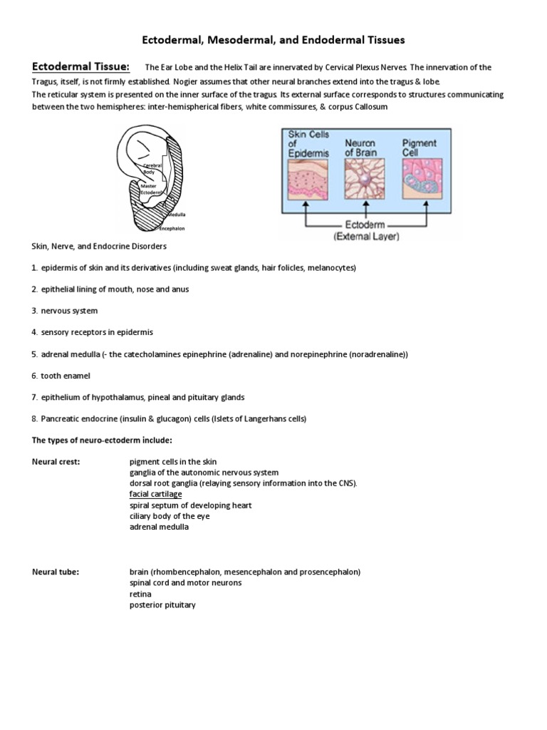 Ecto-Meso-Endo-Dermal Layers | PDF | Epithelium | Adrenal Gland