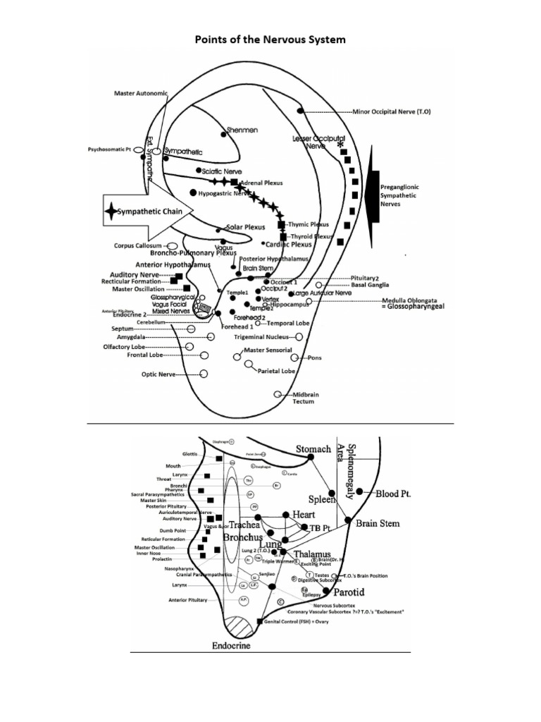 Nervous System Points - T.Oleson and DR - Huang | PDF | Autonomic ...