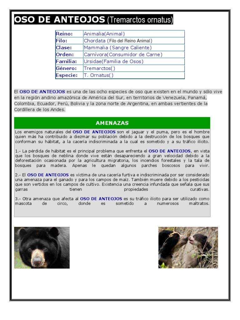 Oso de Anteojos | PDF | Osos | Organismos