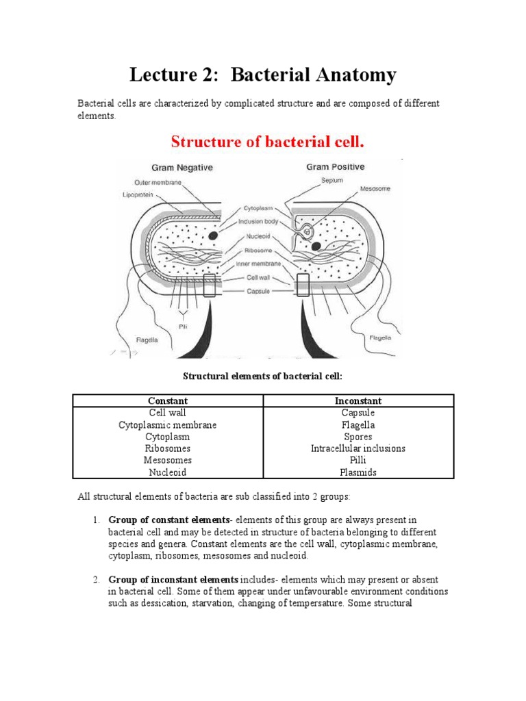Structural Elements of Bacterial Cells: An In-Depth Look at Bacterial ...