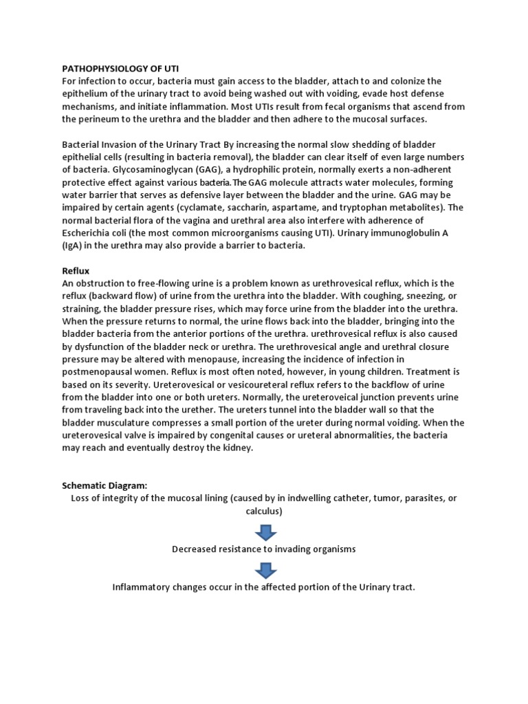 Pathophysiology of Uti | PDF | Urinary Tract Infection | Urinary Bladder