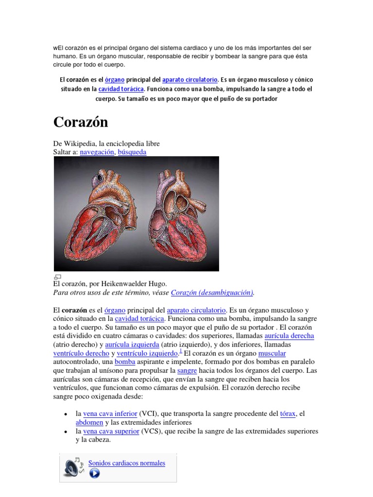 El Corazón Es El Principal Órgano Del Sistema Cardiaco y Uno de Los Más ...