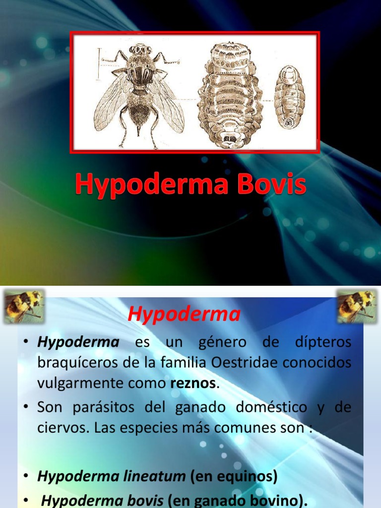 Ciclo de vida de Hypoderma bovis | PDF
