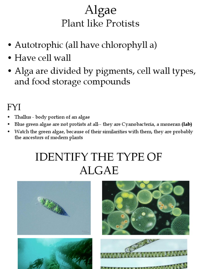 Protista Alga