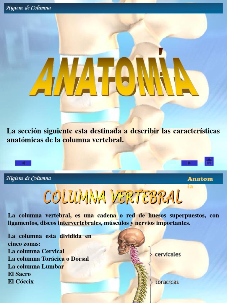 Anatomia Columna Vertebral | PDF | Vértebra | La columna vertebral