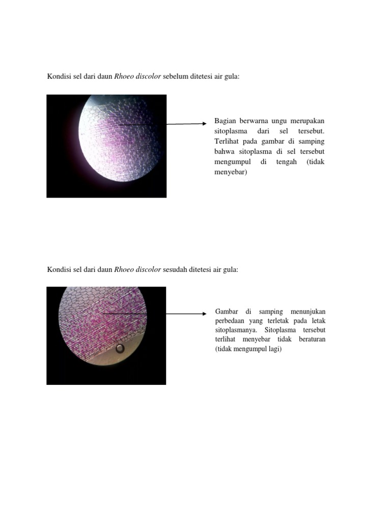 Struktur Sel Daun Rhoeo Discolor | PDF