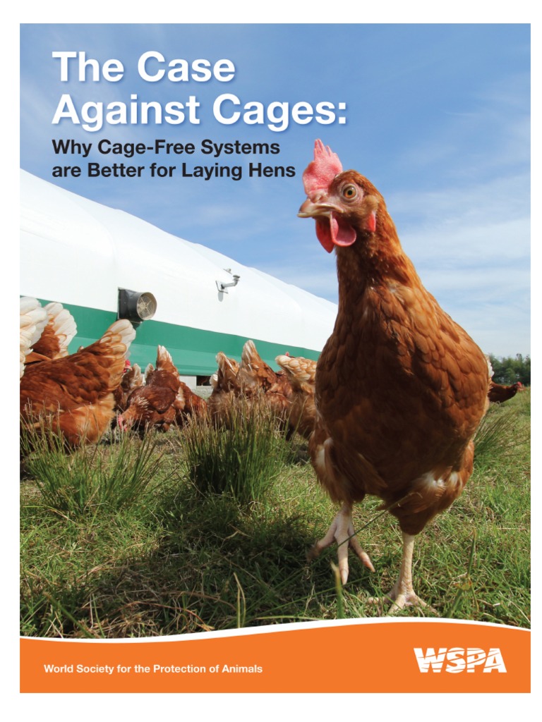 The Case Against Cages: Why Cage-Free Systems Are Better For Laying ...