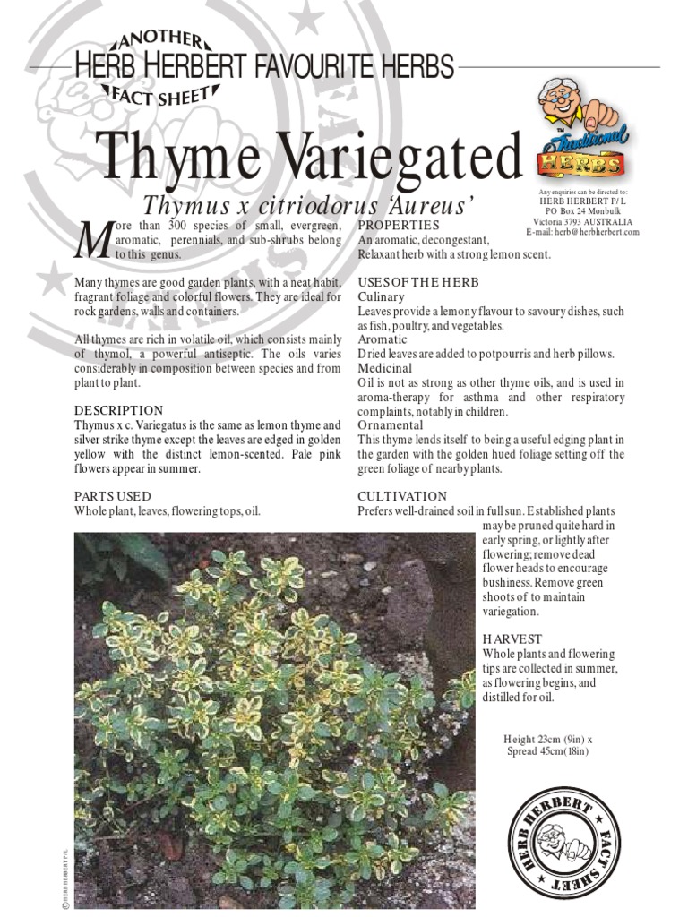 Variegated Thyme: Uses & Care Guide | PDF