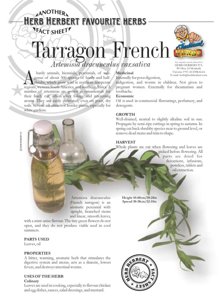 French Tarragon Herb Guide | PDF