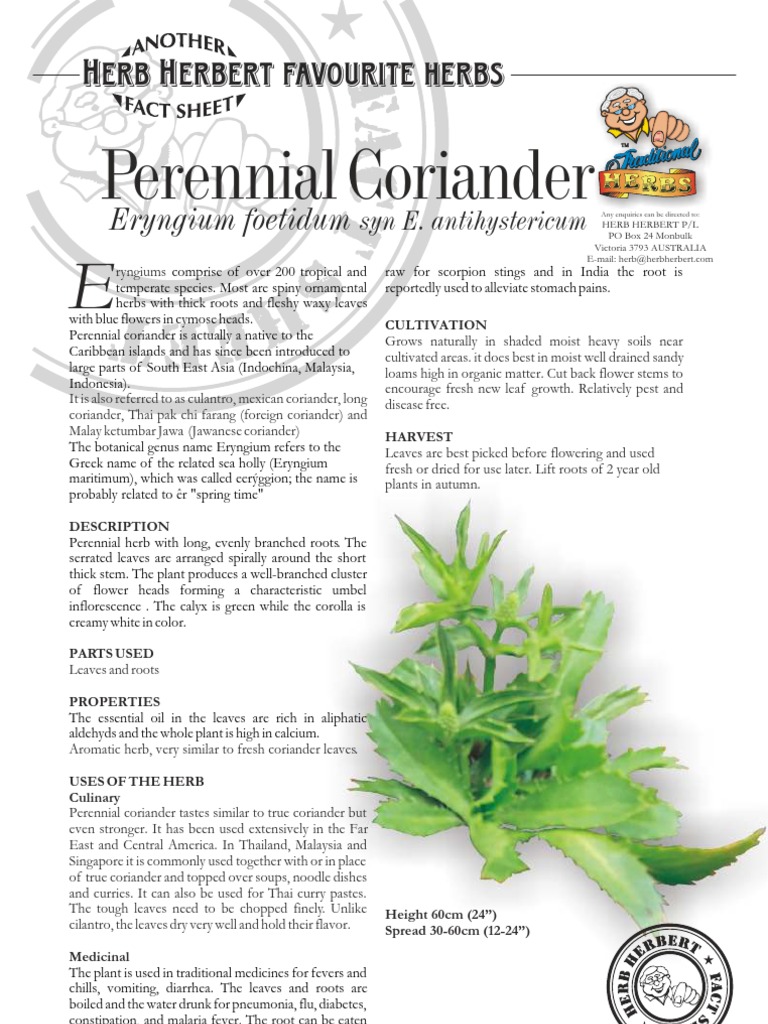 Perennial Coriander: Cultivation & Uses | PDF | Coriander | Crops