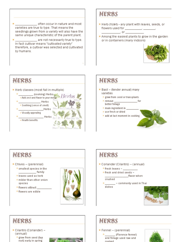 21 HERBS Handout | PDF | Coriander | Fennel