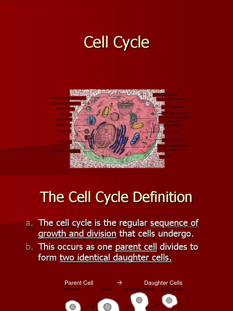 Cell Cycle | PDF | Mitosis | Cell Cycle