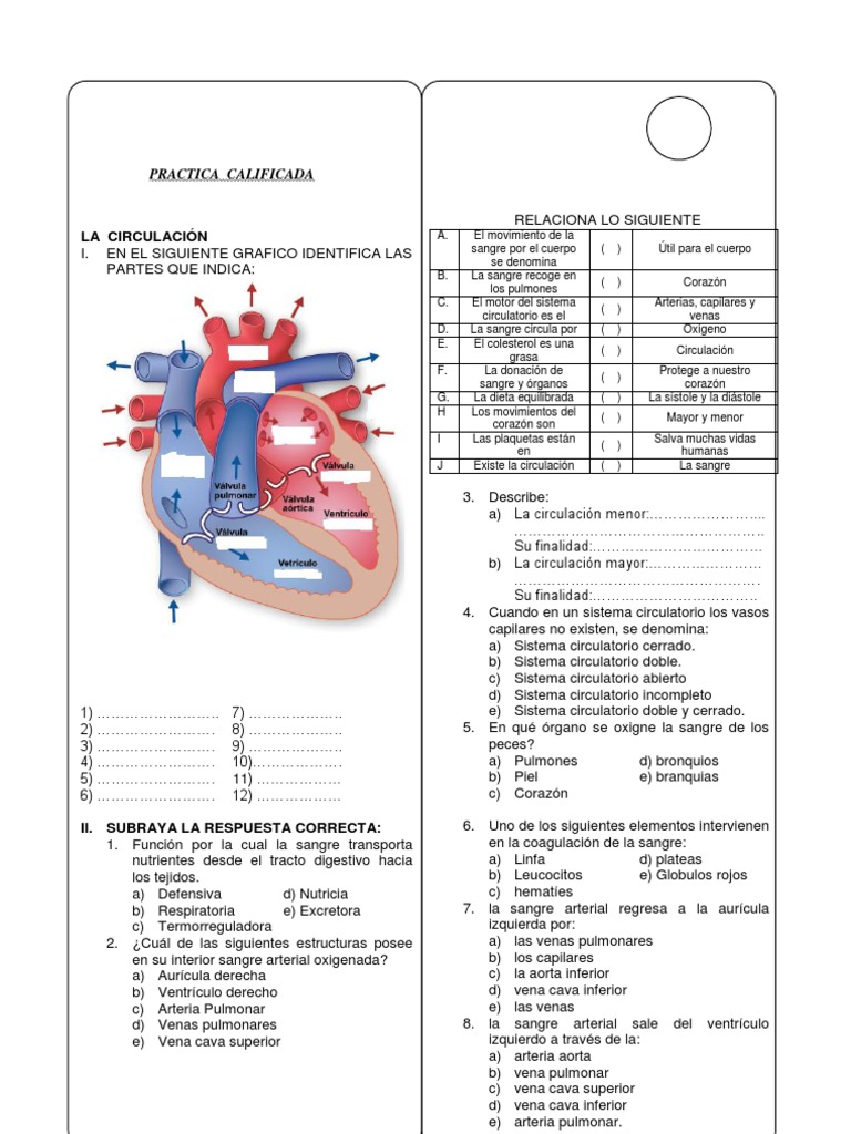 Sistema Circulatorio | PDF | Ciencia y matemáticas