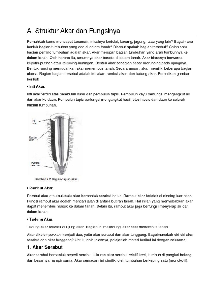 Struktur Dan Fungsi Anatomi Akar | PDF