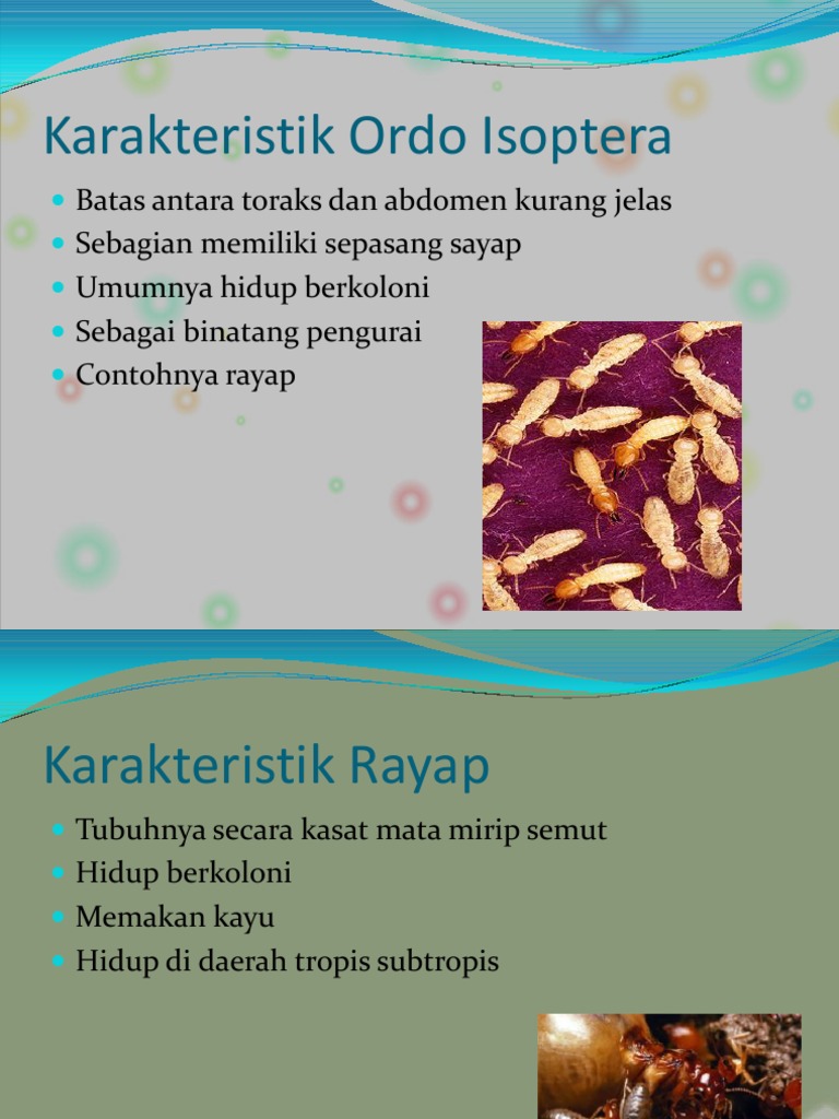 Ordo Isoptera | PDF