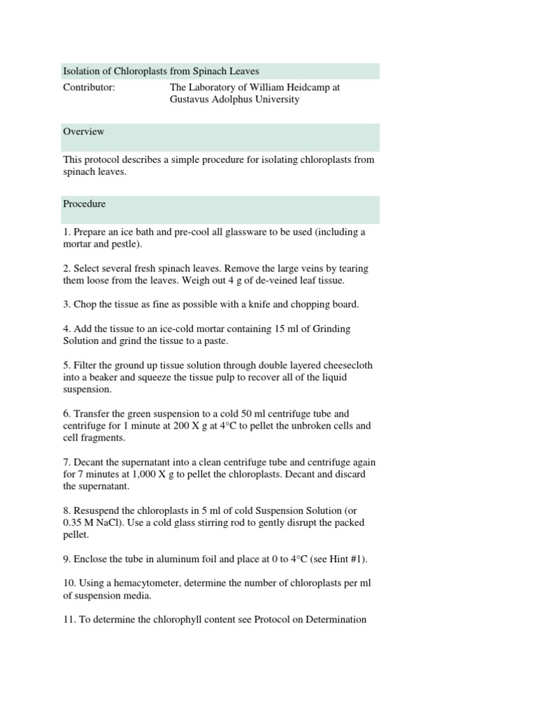 Chloroplast Isolation from Spinach Protocol | PDF | Sodium Hydroxide ...