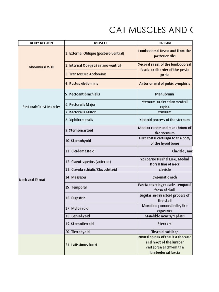OIA of Cat Muscles | PDF | Neck | Anatomical Terms Of Location
