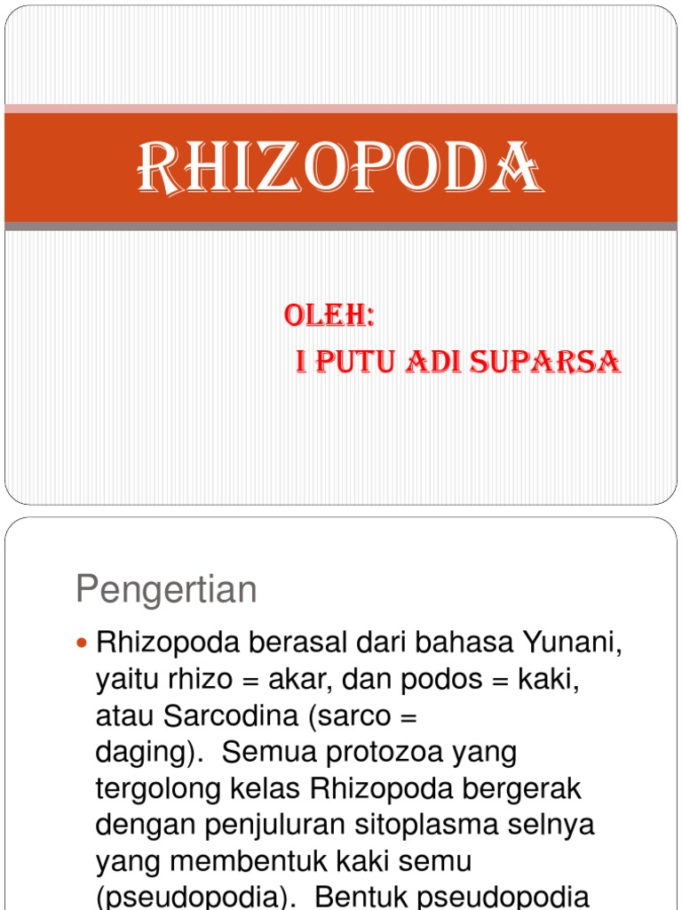 Rhizopoda | PDF