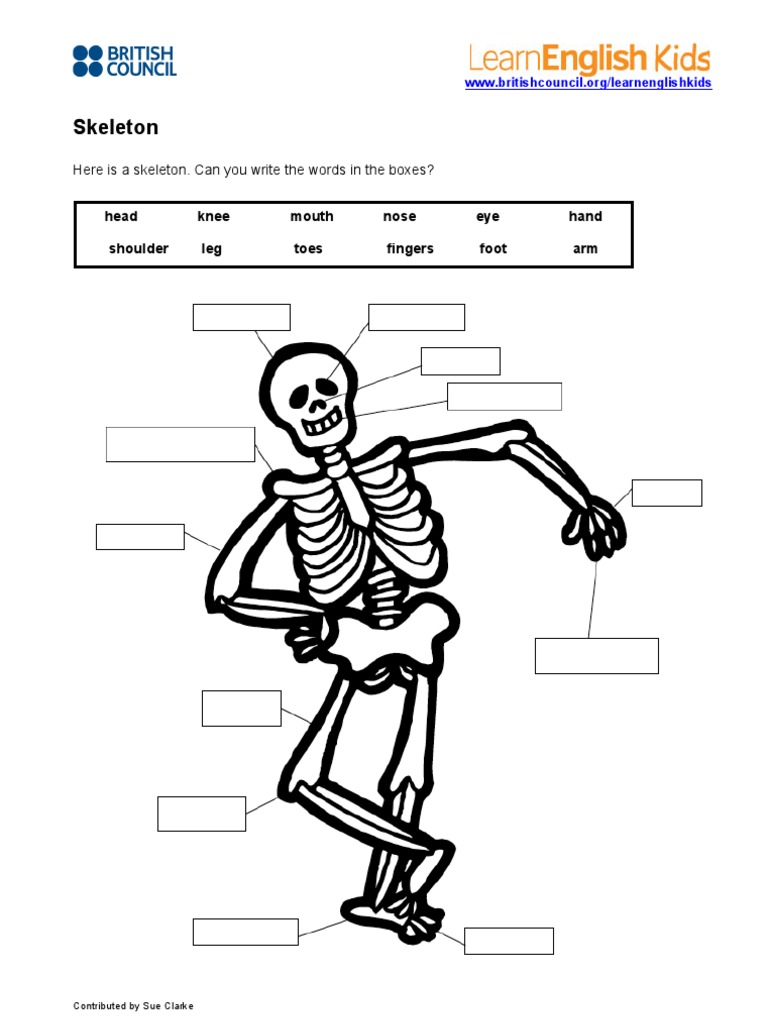 Fun Skeleton Vocabulary Activity | PDF
