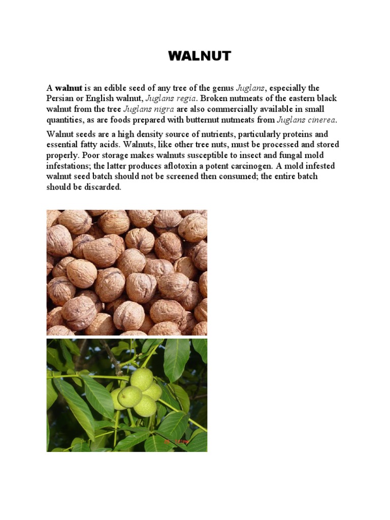 Native Plants of Turkey | PDF | Walnut | Nut (Fruit)