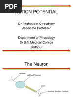Neuron Structure and Function Overview | PDF | Neuron | Axon