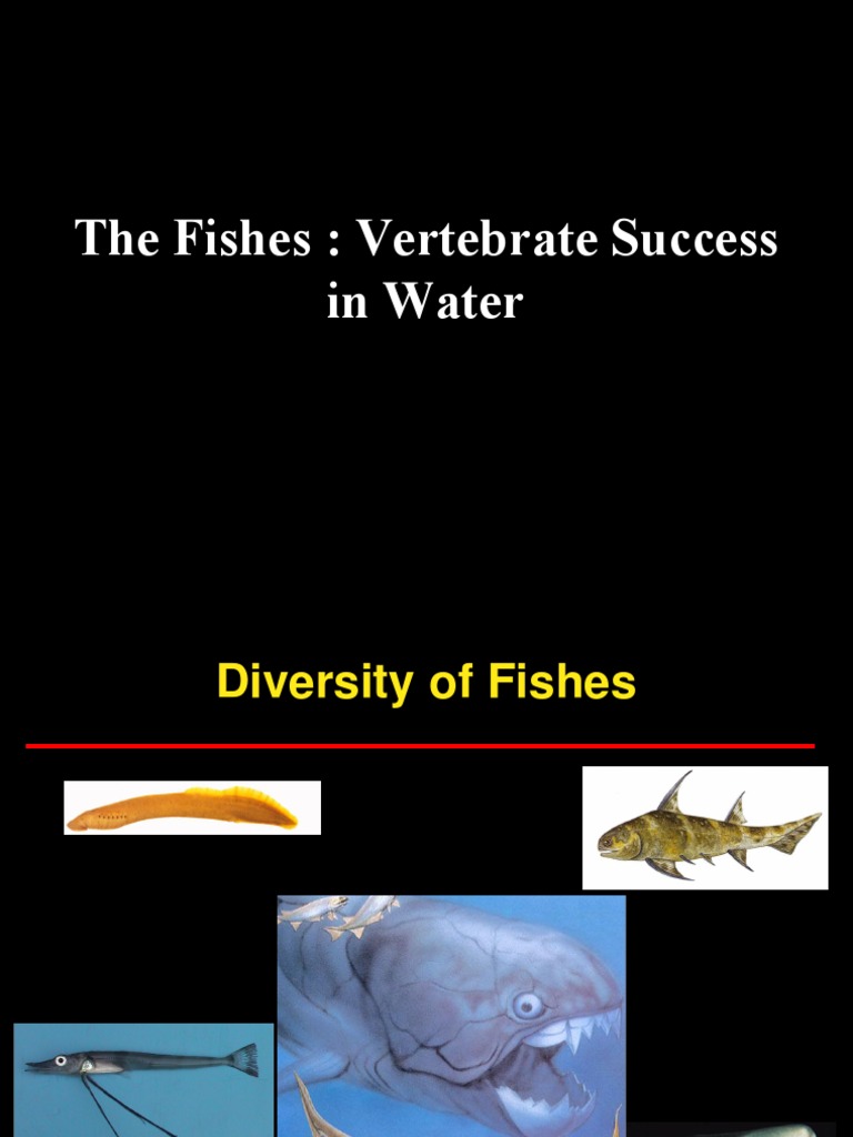 Fish Diversity 1 | Fish | Aquatic Vertebrates