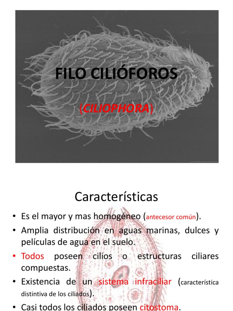 Características y locomoción de ciliados | PDF | Biología | Naturaleza