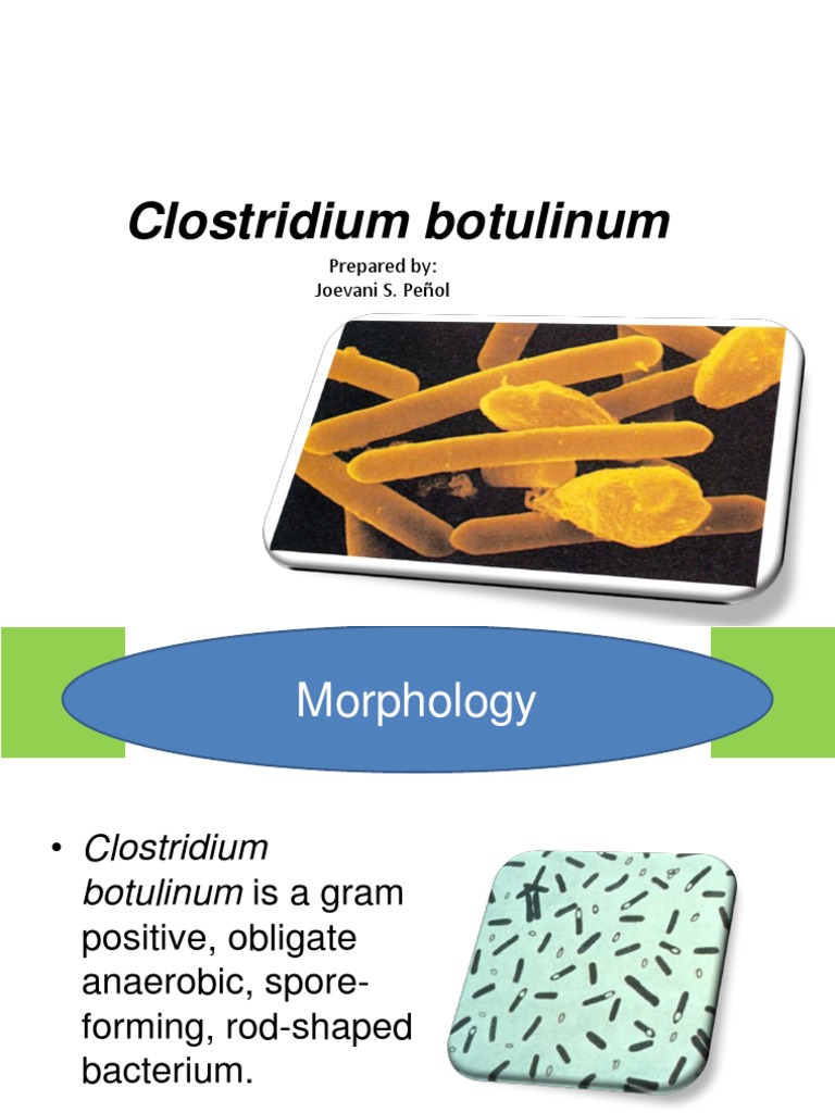 Clostridium Botulinum | PDF | Botulinum Toxin | Epidemiology