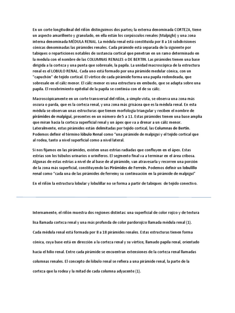 Estructura del Lóbulo y Lobulillo Renal | PDF | Riñón | Sistema urinario